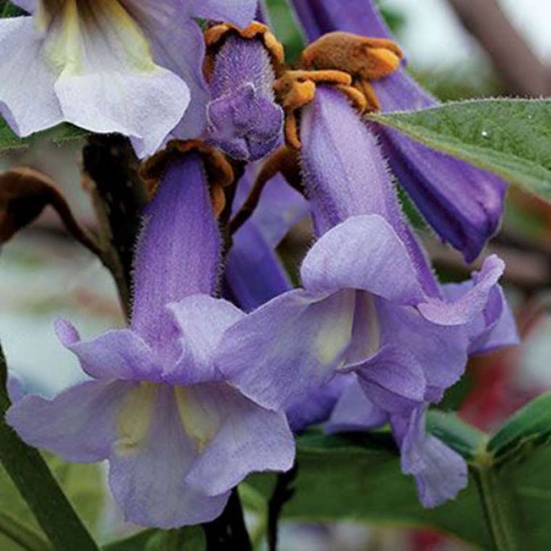 Jual Kr W 100 Pcs Pack Paulownia Bibit Park Tree Hijau Di Seller Winter ...