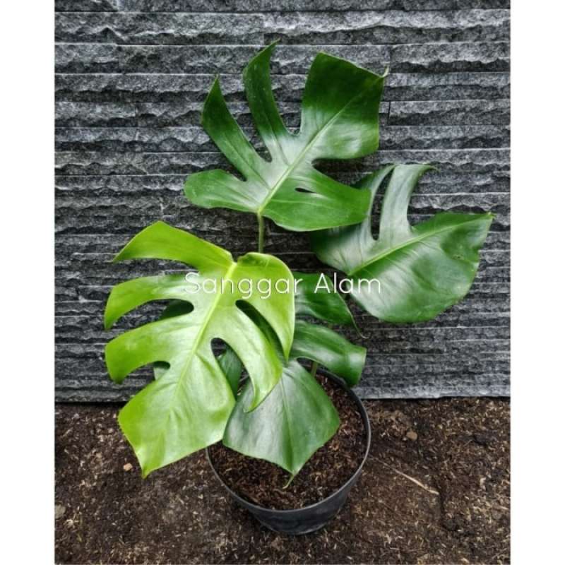 Promo Tanaman Monstera Delicios/tanaman Monstera 40cm/tanaman Monstera ...