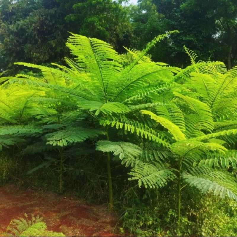 Jual Tanaman Hias Schizolobium Parahyba Pohon Pakis Brazil Solobium 4 ...