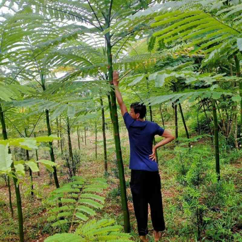 Jual Tanaman Hias Schizolobium Parahyba Pohon Pakis Brazil Solobium 4 ...