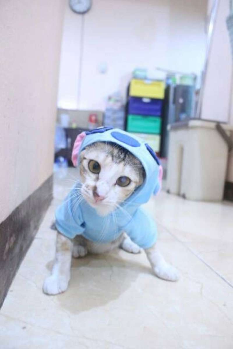 Promo Tenistore Kostum Stitch & Lilo Untuk Kucing Dan Anjing / Baju ...