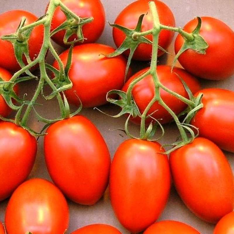 Tomat Cherry 1 Kg Gratis Ongkir 🏷️ Harga Murah Mei 2026