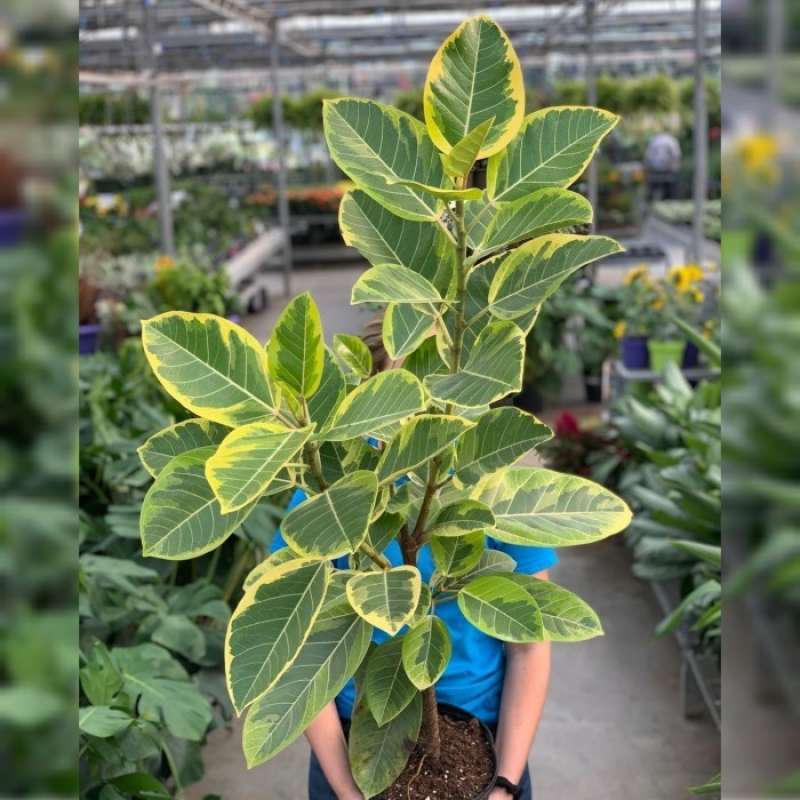 Pohon Karet Pohon Karet