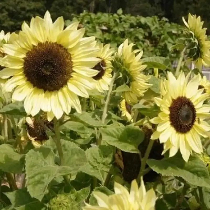 Promo Bibit Premium Sunflower Lemon Queen |bunga Matahari Helianthus ...