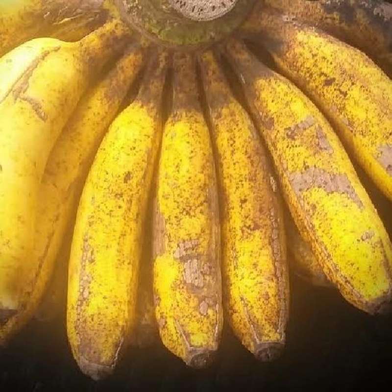Jual Pisang Ambon : Kuning - Lumut / Raja : Bulu - Susu - Sereh - P ...