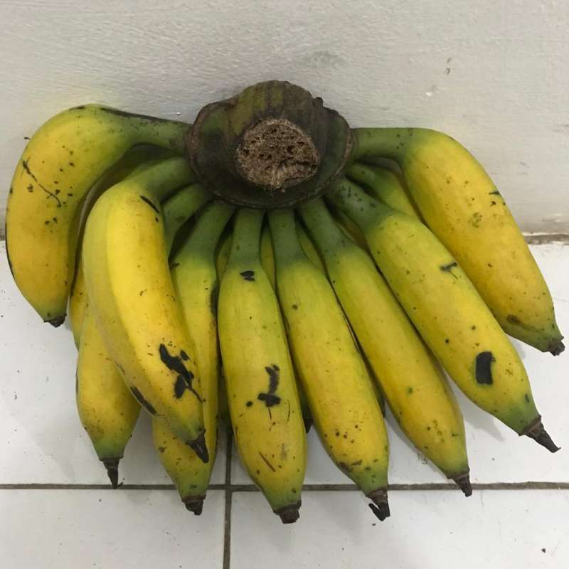 Jual Pisang Uli 1 Sisir Halal di Seller SAJIRA FARM - Meruya Selatan ...