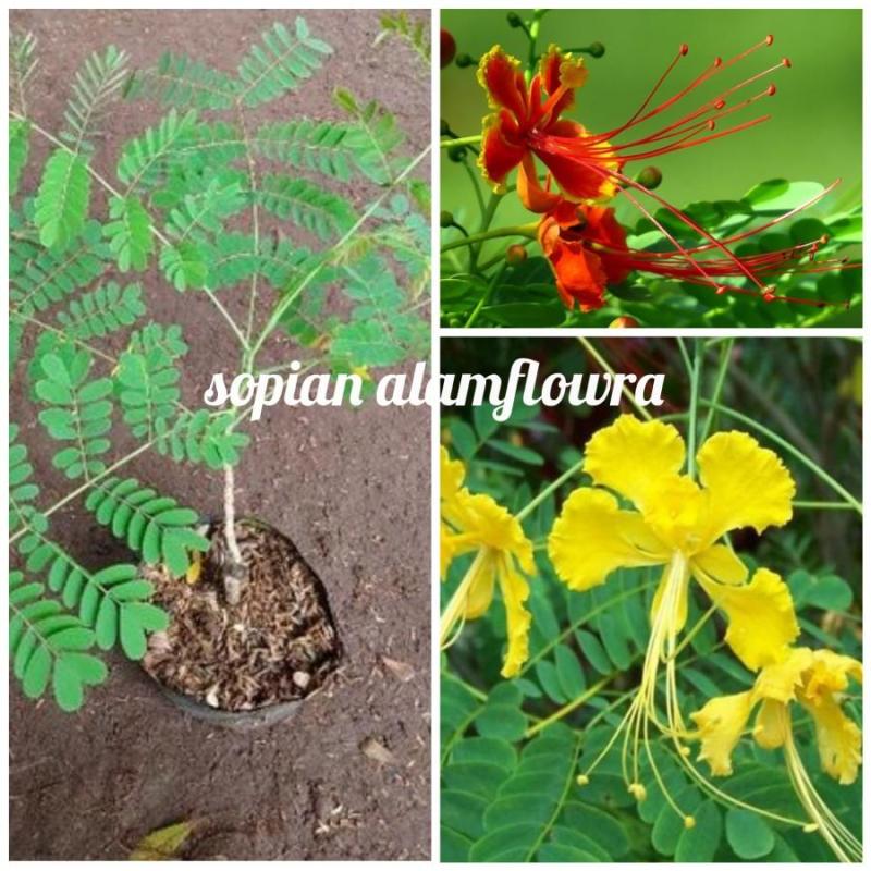 Jual Pohon Kembang Merak Original Murah - Harga Diskon Juni 2024 ...