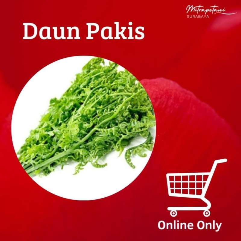 Jual Sayur Pakis Murah - Harga Grosir Mei 2024 | Blibli