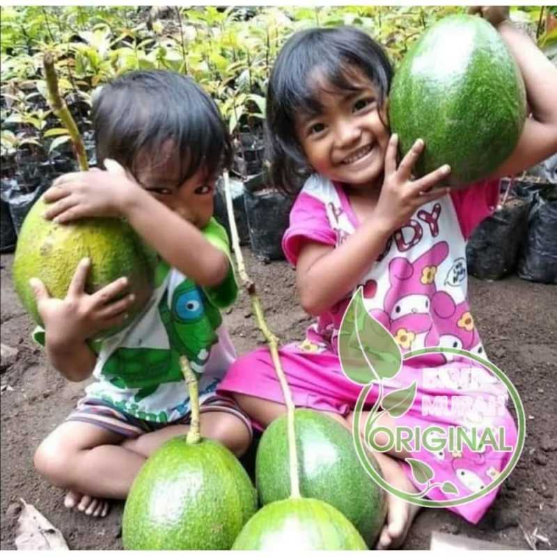 Jual paket 3 bibit alpukat jumbo di Seller ArgoPenghijauan - Pehkulon ...