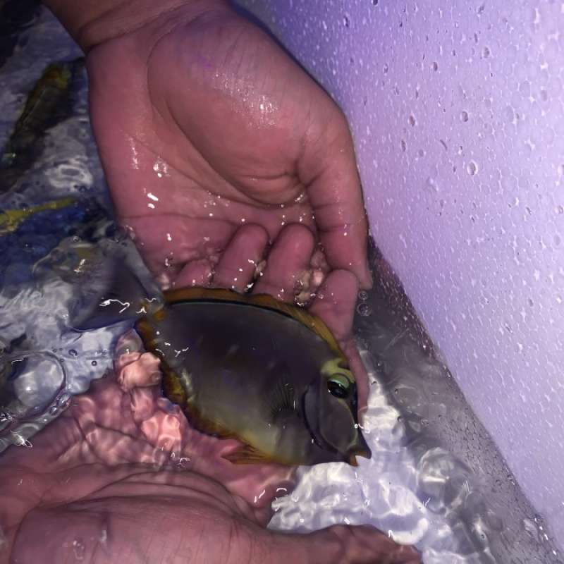 Promo Ikan Hias Air Laut Botana Naso Padang - XXL Diskon 33% di Seller ...