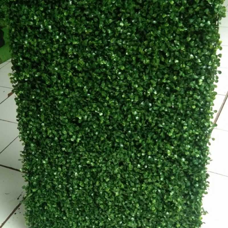 Jual Daun Dolar Dinding Original Murah - Harga Diskon Maret 2024 ...