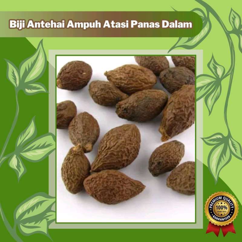 Jual Biji Salak Pondoh Original Murah - Harga Diskon Mei 2024 | Blibli.com