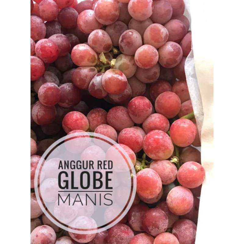 Jual buah anggur merah red globe 1kg di Seller Sahabat Buah - Pluit ...