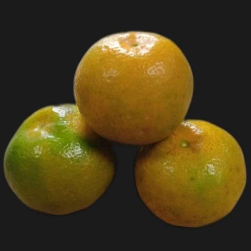 Jual Jeruk Keprok Malang Buah Segar Ibaza Fruitsbox - 1kg Buah Jeruk ...