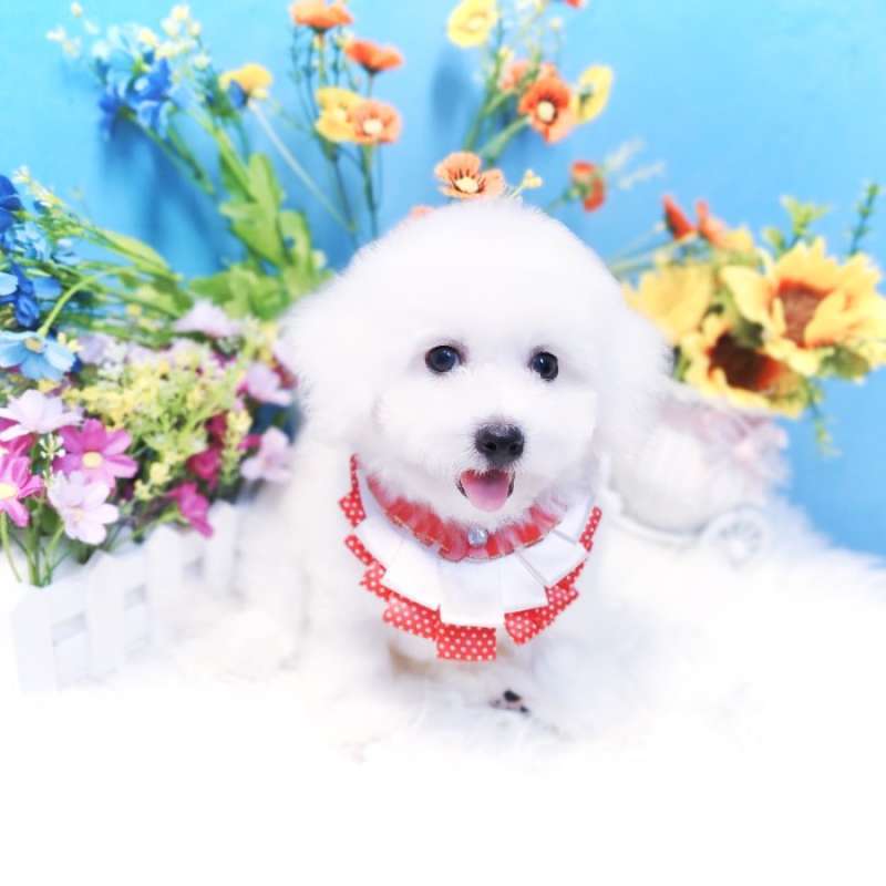Promo Korean mini bichon frise line champion dan import Teddy bear face ...
