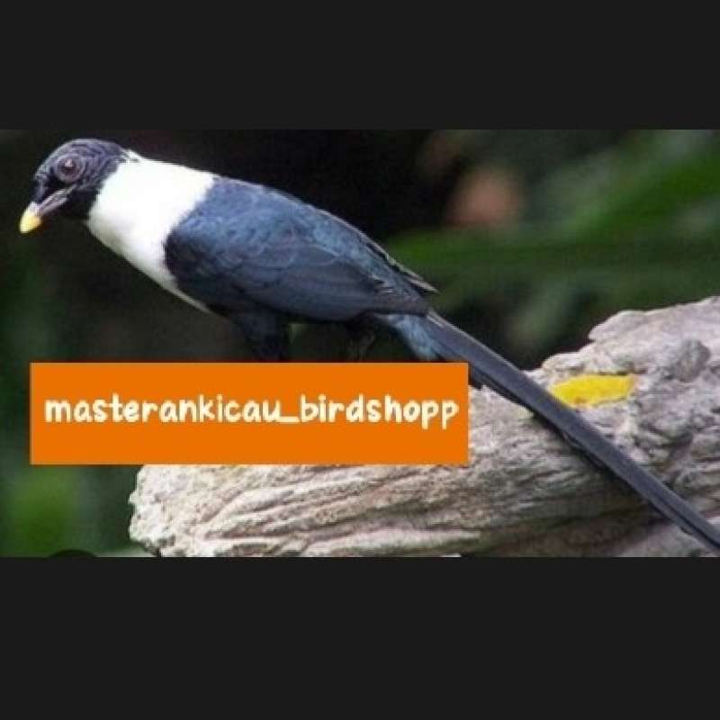 Promo burung sultan bilbong pendeta langka mewah Diskon 23% di Seller ...