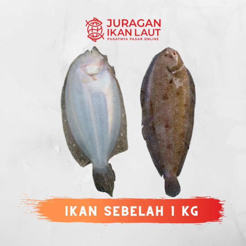 Jual Ikan Sebelah Segar Berkualitas - 1 Kilogram Di Seller Juragan Ikan ...