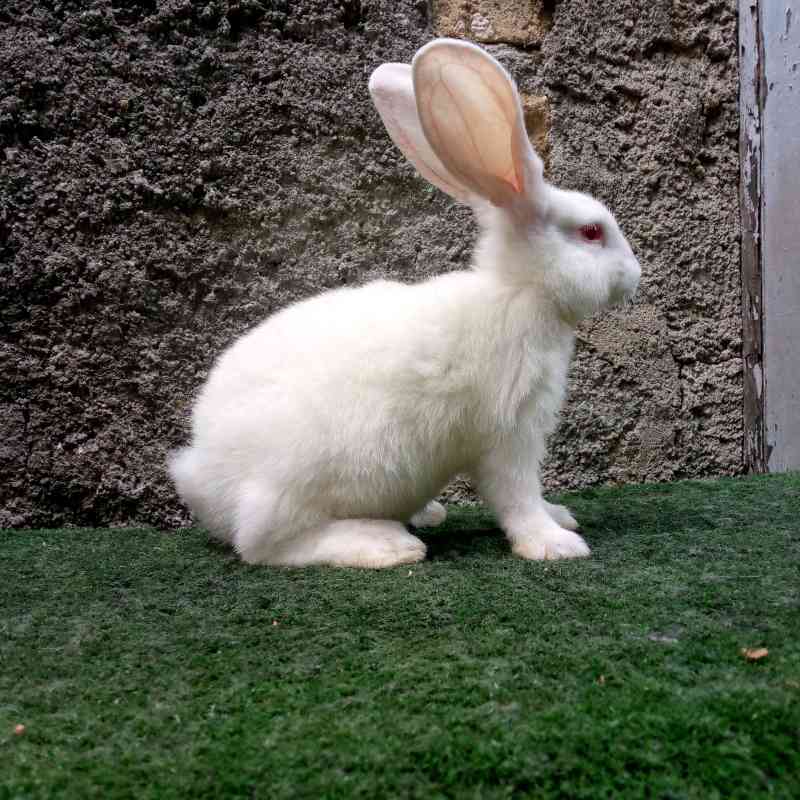 Kelinci Flemish Giant