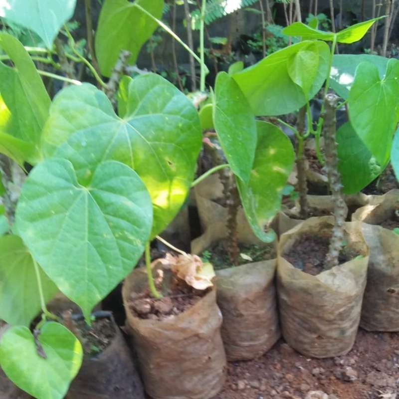 Jual Tanaman Brotowali 💯 Harga Murah & Kualitas Terbaik April 2026