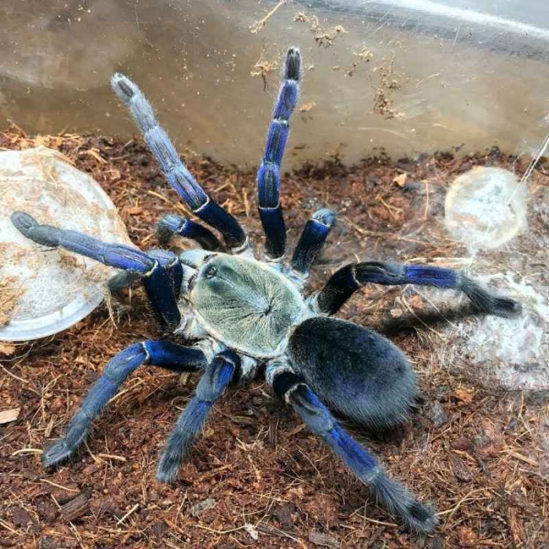 Haplopelma Lividum Sling
