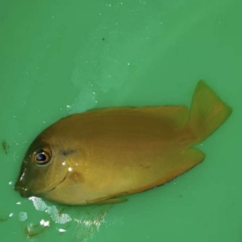 Promo Ikan Hias Air Laut Botana Kapsul Kuning Diskon 23% di Seller ...