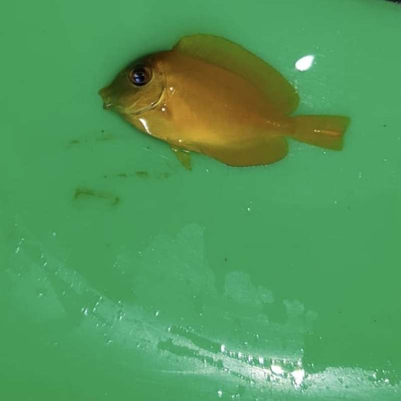 Promo Ikan Hias Air Laut Botana Kapsul Kuning Diskon 23% di Seller ...