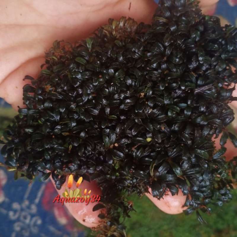 Promo Bucephalandra Mini Micro Buce Micro Mini Tanaman Aquascape Diskon ...