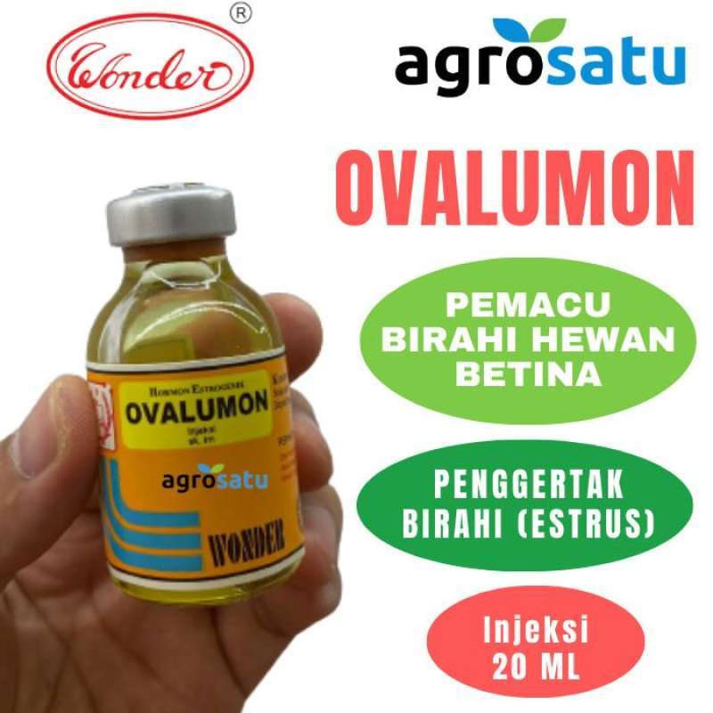 Jual Obat Birahi Kambing Betina Termurah - Harga Grosir Terupdate Hari ...
