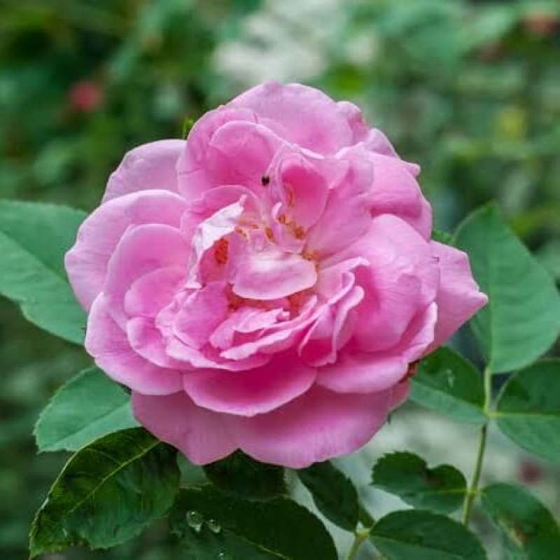Promo Rose Oil - Minyak Mawar (rosa Centifolia) 10 Ml Diskon 23% Di ...