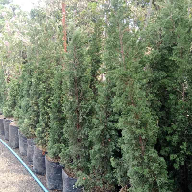 Promo New Pohon Cemara Lilin Tinggi Diskon 16% di Seller Blark Fly ...