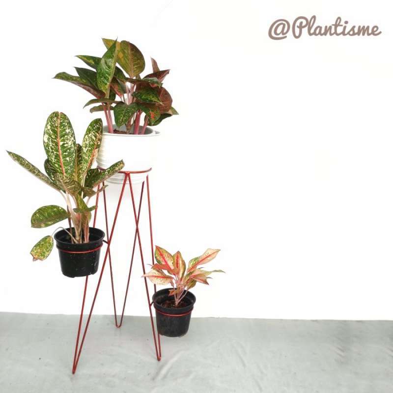 Promo Baru Rak - Standing Isi 3 Pot Tanaman Hias Bunga Anggrek Indoor ...