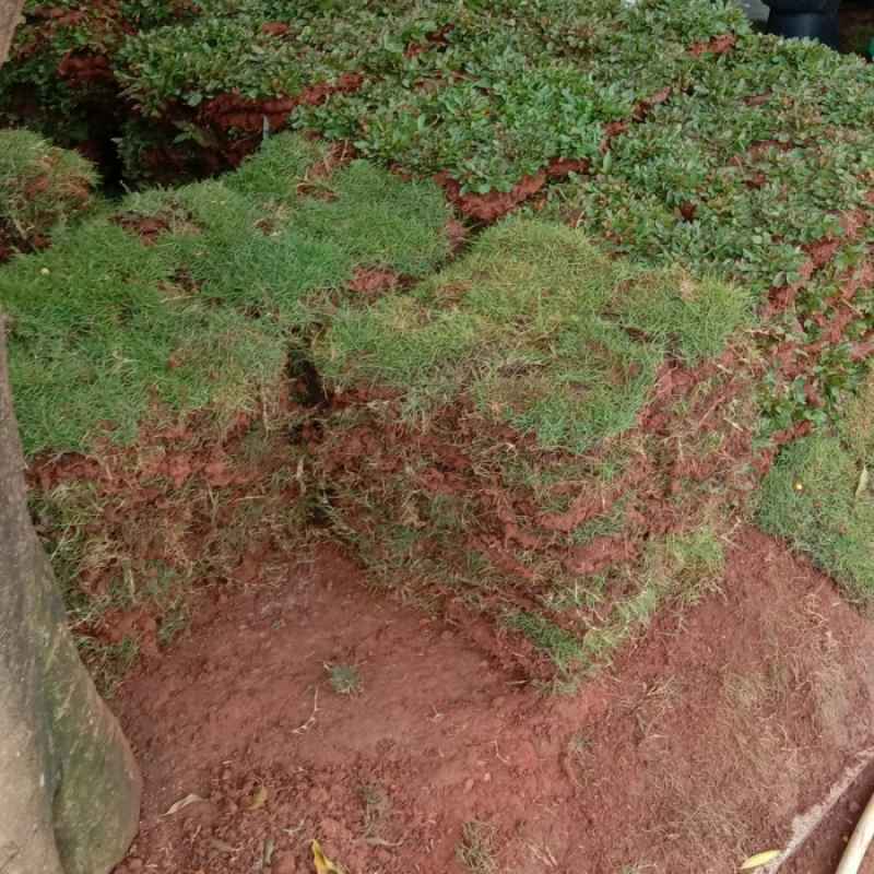 Promo Rumput Jepang Asli 1 Meter Persegi Diskon 33% Di Seller Toko ...