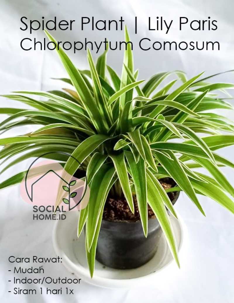 Promo Tanaman Hias Spider Plant, Lily Paris Umbi, Chlorophytum Comosum ...