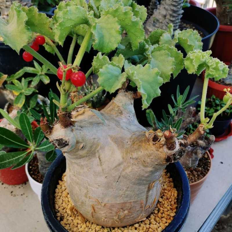 Jual Cyphostemma Uter Var. Macropus Di Seller Joy's Garden ...