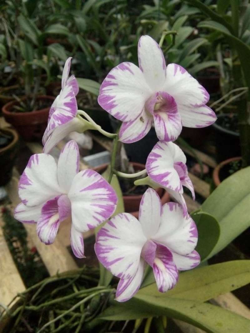 Promo Promo - [ Berbunga ] Dendrobium Mini Enobi Diskon 50% Di Seller ...