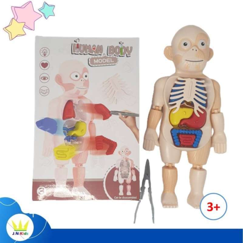 Promo Human Body /mainan Anak Edukasi / Anatomi Tubuh Manusia / Aman ...