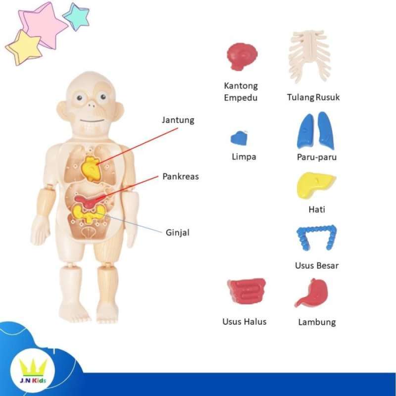 Promo Human Body /mainan Anak Edukasi / Anatomi Tubuh Manusia / Aman ...