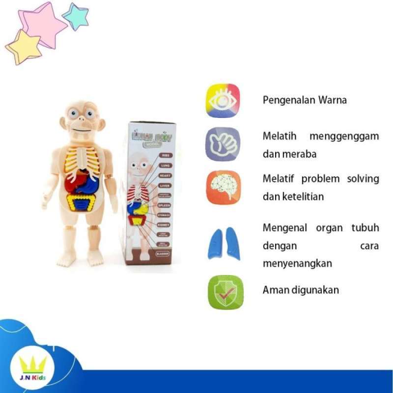 Promo Human Body /mainan Anak Edukasi / Anatomi Tubuh Manusia / Aman ...