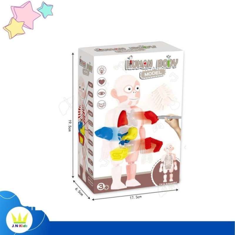 Promo Human Body /mainan Anak Edukasi / Anatomi Tubuh Manusia / Aman ...