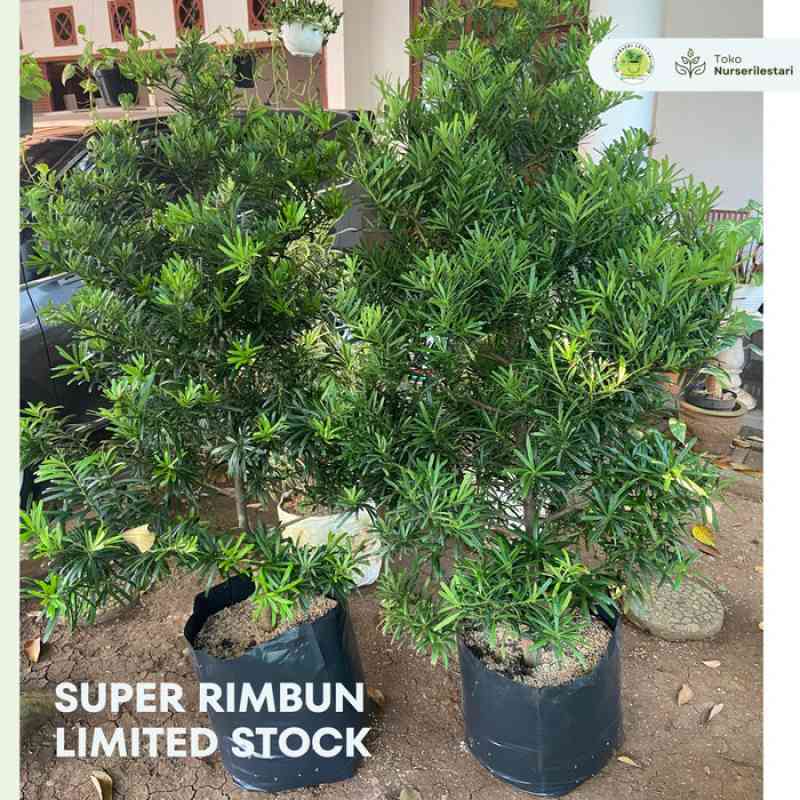 Jual Pohon Lo Han Sung Original Murah - Harga Diskon Juni 2024 | Blibli.com