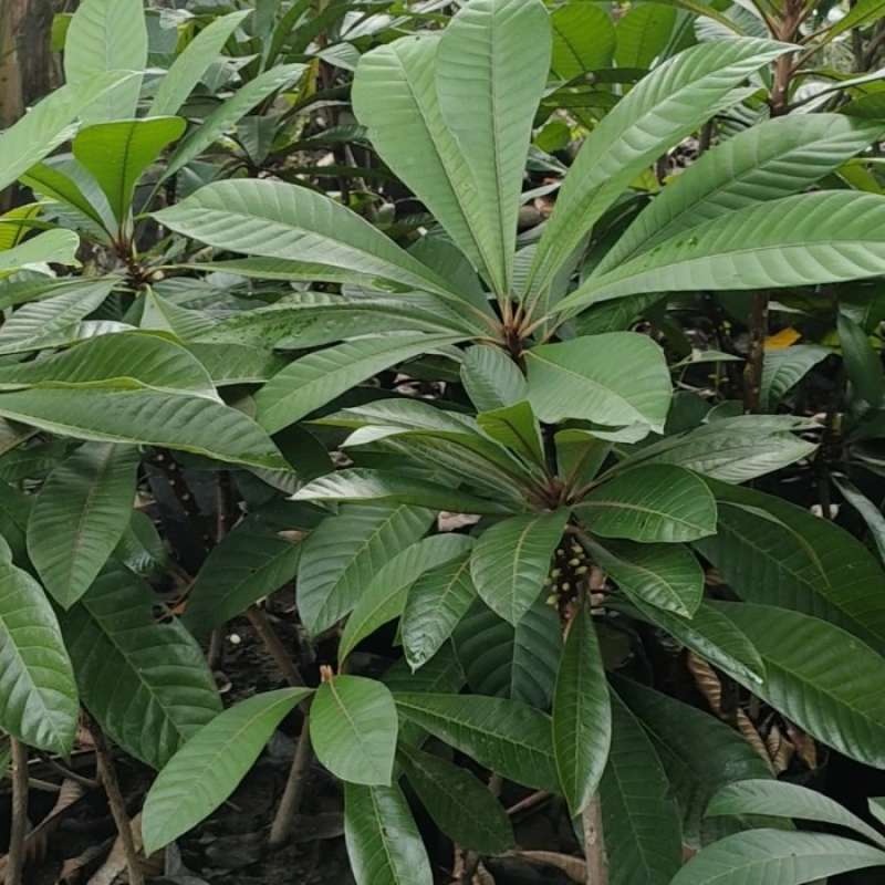 Jual Bibit Buah Sawo Raksasa Mamey Sapote Jenis Magana Dari Cangkok Di ...