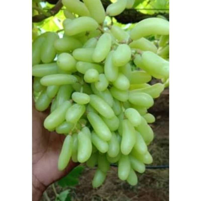 Jual Anggur Import Sonaka (india) (hasil Grafting) Cepat Berbuah Di ...