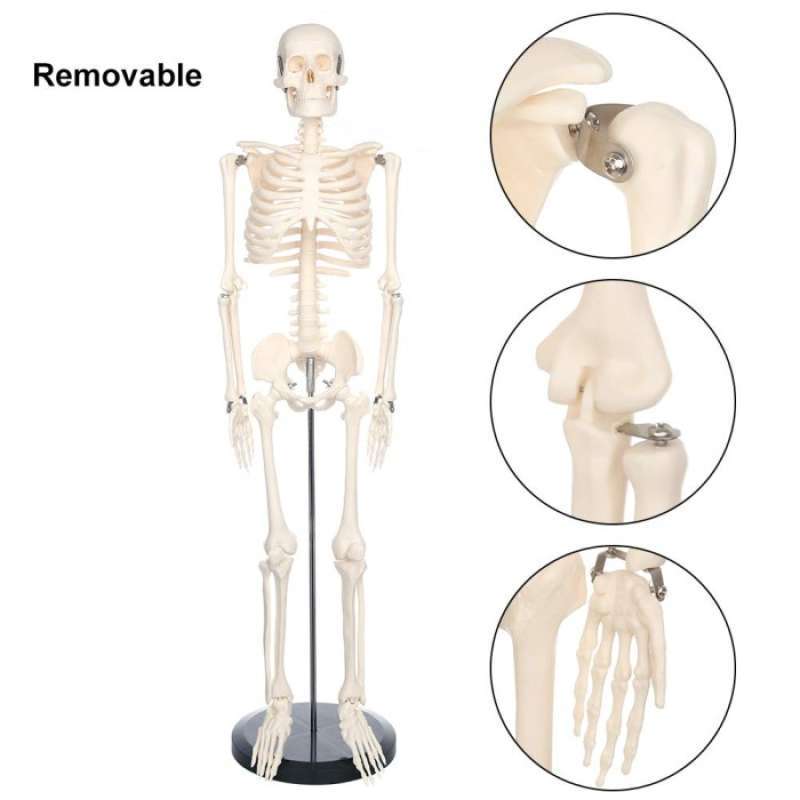 Jual 85cm Big Size Human Skeleton Model For Anatomy Mini Human Skeleton ...