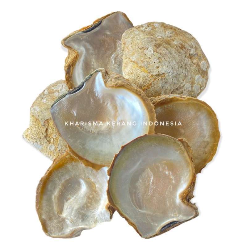 Jual Raw Mother Of Pearl Shell 1kg Cangkang Kerang Mutiara Laut Di ...