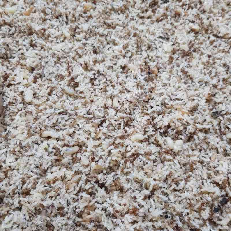 Jual Kroto ( Telur Semut ) Khusus Grab/ Gojek Instant Di Seller ...
