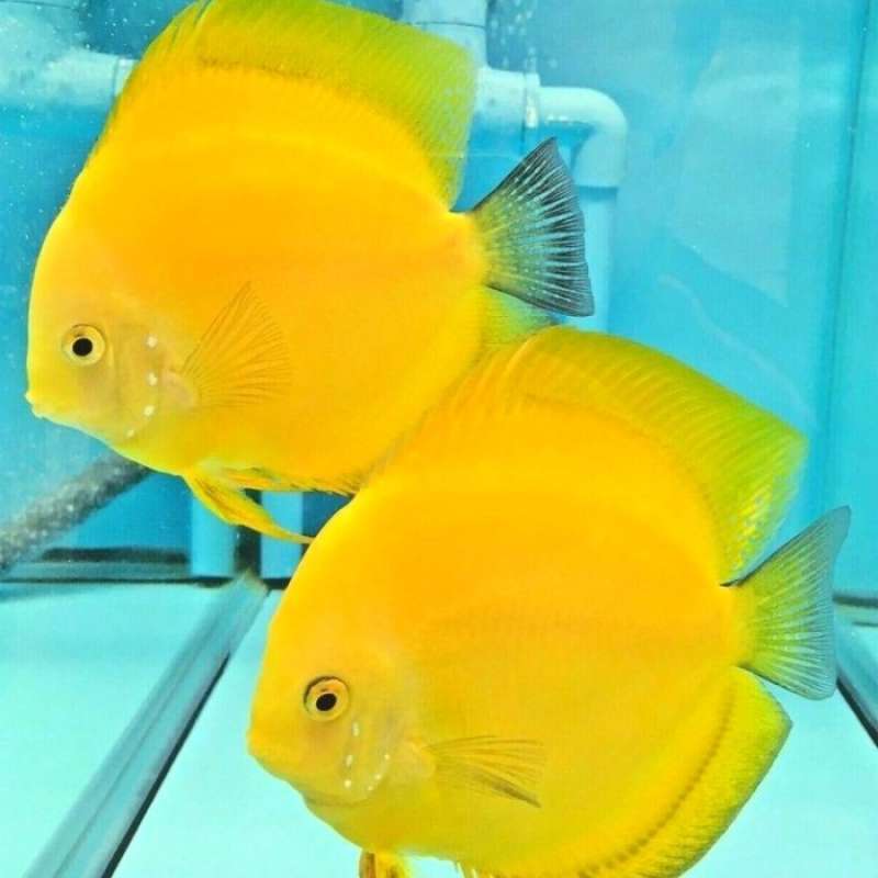 Jual Discus Golden / Golden Discus / Ikan Discus / Discus Kuning ...