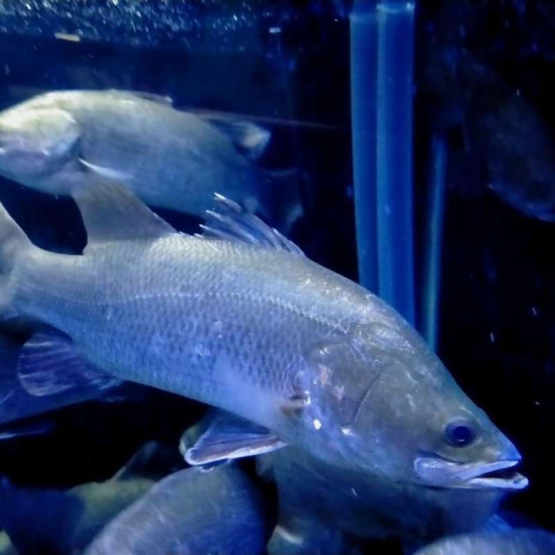 Jual Ikan Barramundi Air Tawar, Ikan Hias Predator Ukuran Kecil Kakap ...