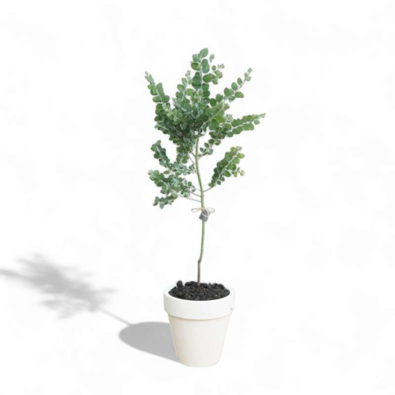 Promo Blue Acacia Tree Podalyriifolia - Tanaman Hias Indoor Outdoor ...