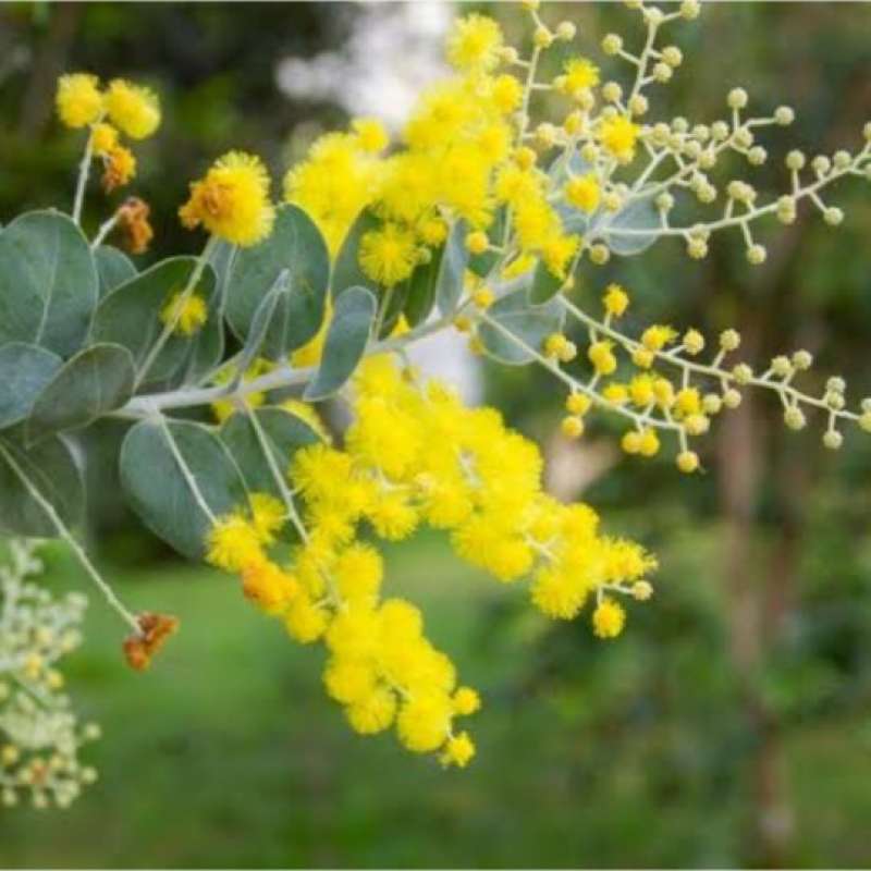 Promo Blue Acacia Tree Podalyriifolia - Tanaman Hias Indoor Outdoor ...