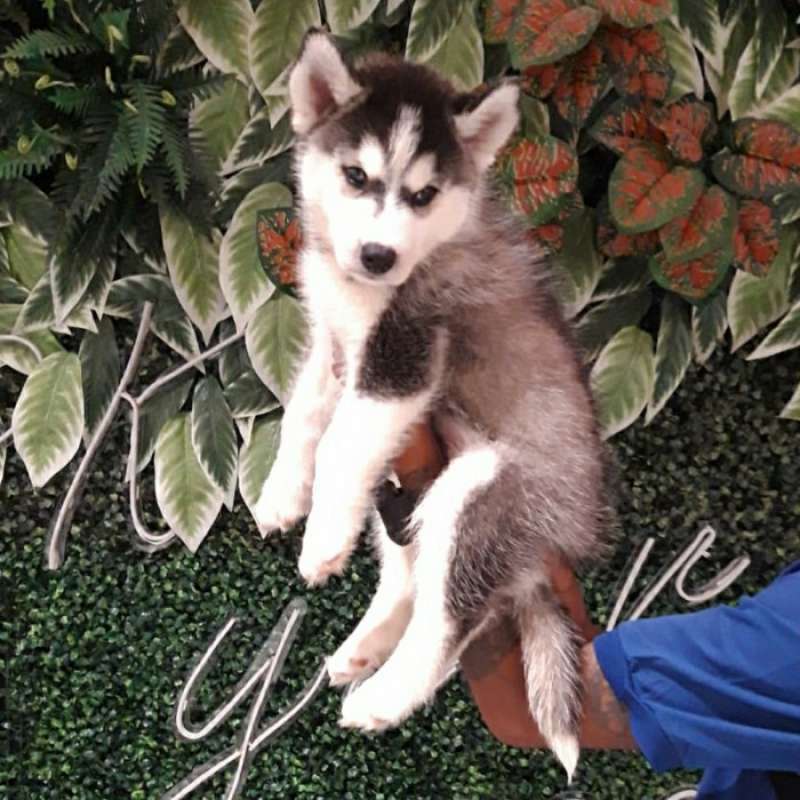 Jual Siberian Husky Male. Flip Flop Eyes. Blue & Brown Di Seller Zati ...